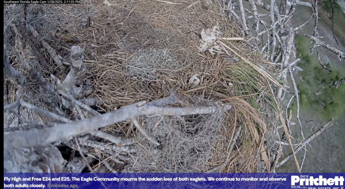 SWFL eaglets die; CROW seeks answers - Pineisland Eagle